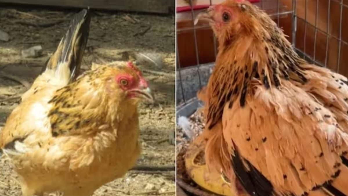 This 21-year-old Hen Is Now Guinness World Record Holder For Being The ...