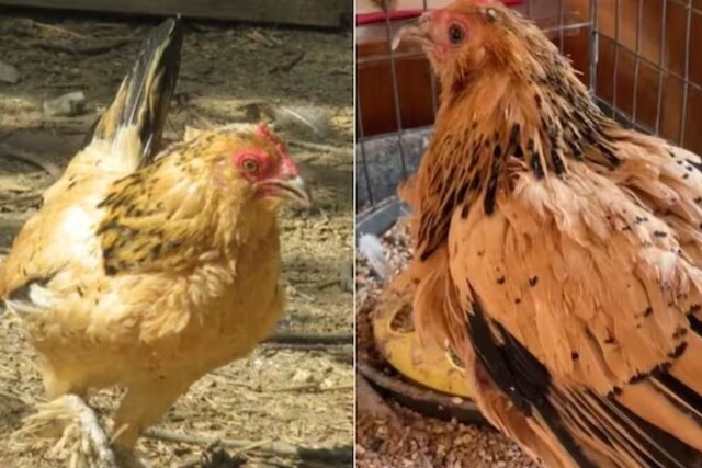 This 21-year-old Hen Is Now Guinness World Record Holder For Being The ...