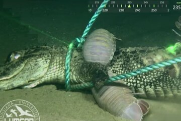 Scientists Unearth Prehistoric Zombie Worms That Ate Alligators And ...