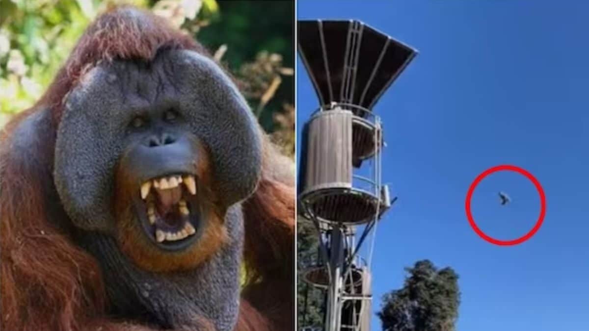 Watch: At Australian Zoo, Orangutan Launches Possum Out Of His ...