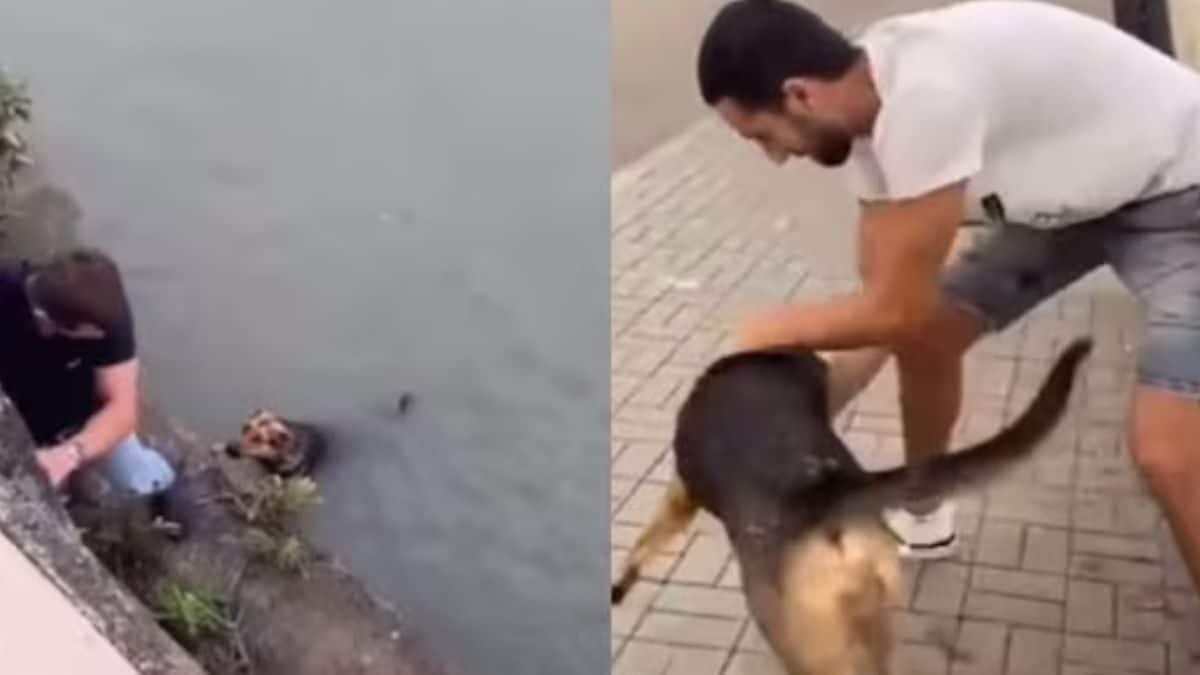 Video Of Man Rescuing Dog From Drowning And Its Reaction Is The Cutest ...
