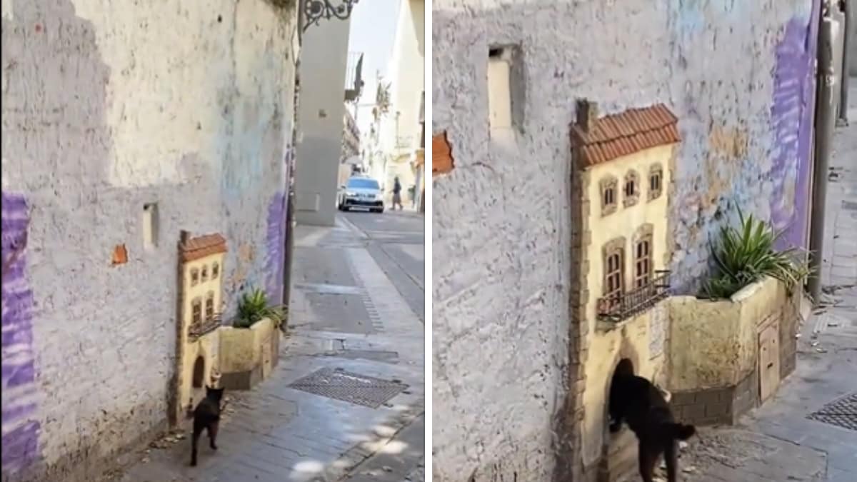 Built On The Wall Of A Museum, This Cute 'Cat House' In Spain Has A ...
