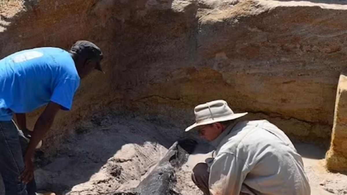 5 lakh-year-old Remnants Of Wooden Structures Discovered In Zambia ...