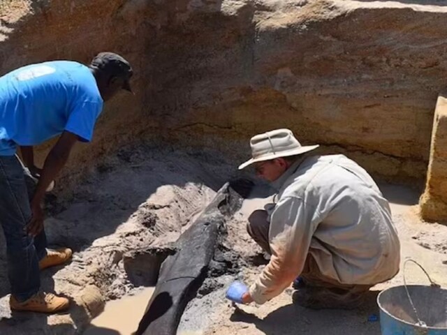 5 lakh-year-old Remnants Of Wooden Structures Discovered In Zambia - News18