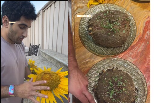 Man Plucks, Grills and Eats Sunflower in this Viral Video - News18
