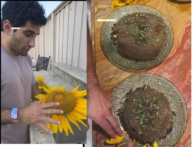 Man Plucks, Grills and Eats Sunflower in this Viral Video - News18