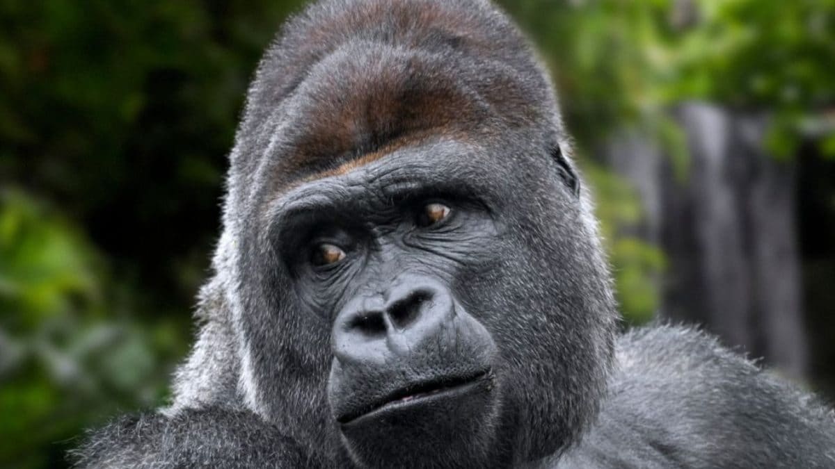 Scientists Extracted Gorilla Harambe's Sperm After He Was Killed To Continue His Bloodline ...
