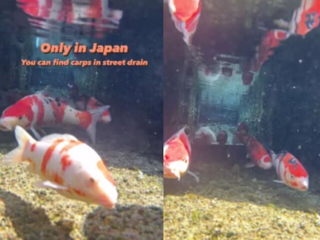 Watch: Clean Drains In This Japanese City Resemble An Aquarium With ...