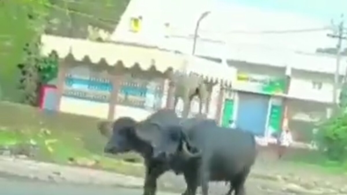 Street Dog's 'Phool Aur Kaante' Moment Has Left Netizens In Splits ...