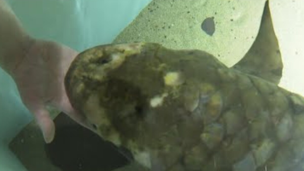 Study Reveals Methuselah Is The World's Oldest Aquarium Fish. Can You ...