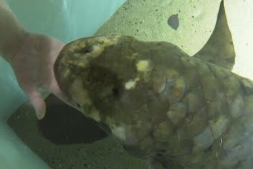 Study Reveals Methuselah Is The World's Oldest Aquarium Fish. Can You ...