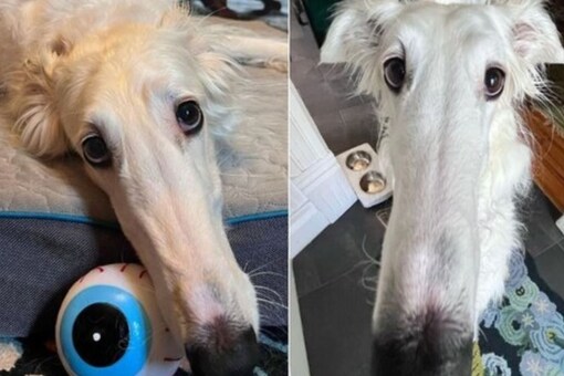 Meet Lapsha, The Borzoi Breed Dog With The 'World's Longest Nose' - News18