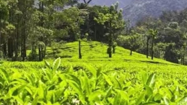 Why Manjolai Hills Should Be On Your Bucket List When You Visit Tamil ...