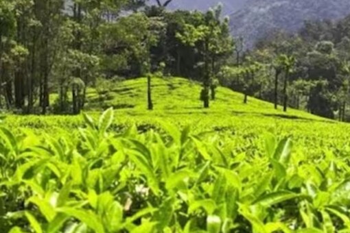 Why Manjolai Hills Should Be On Your Bucket List When You Visit Tamil ...