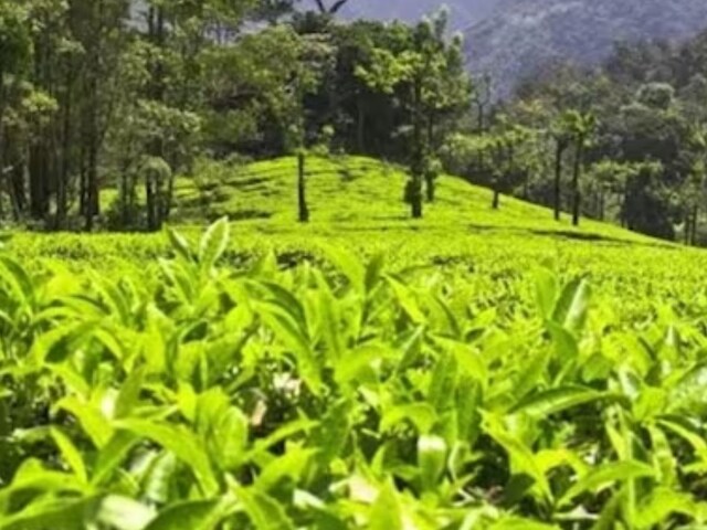 Why Manjolai Hills Should Be On Your Bucket List When You Visit Tamil ...