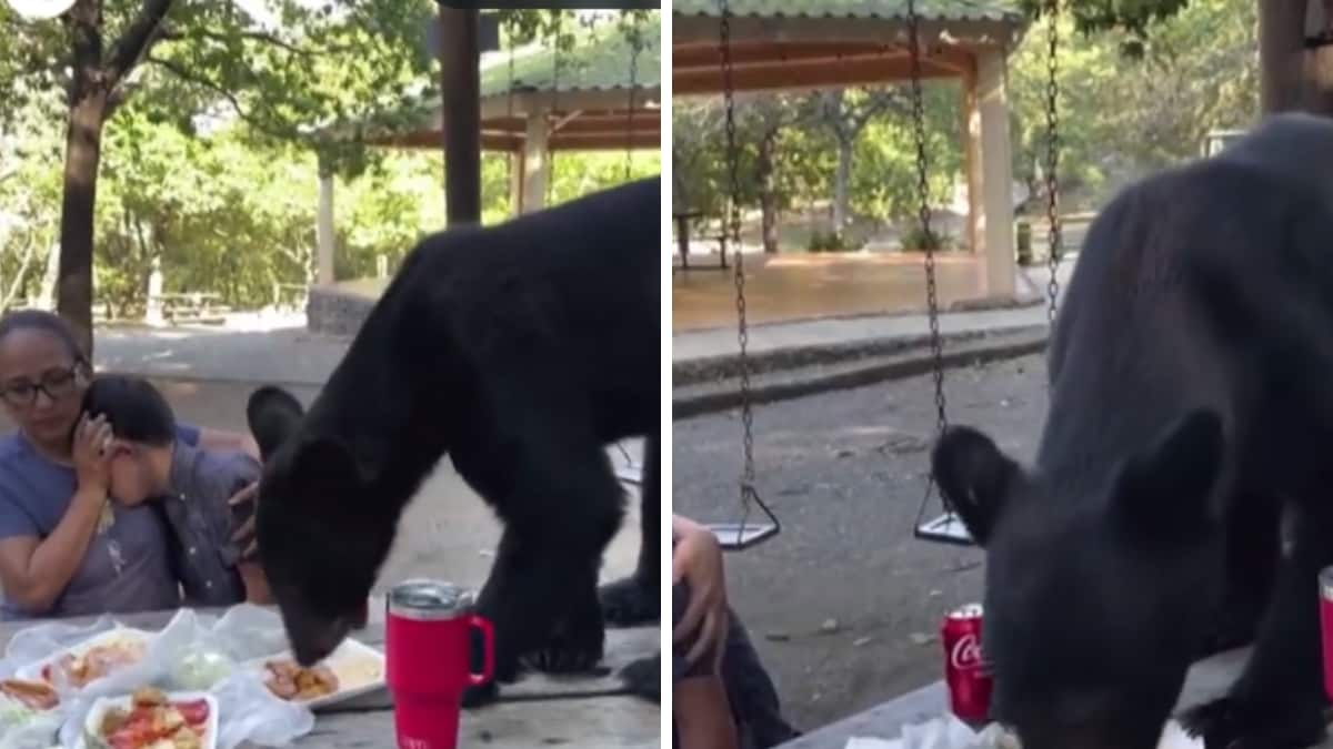 Watch: Family Freezes In Fear As Bear Leaps On Picnic Table | Viral ...