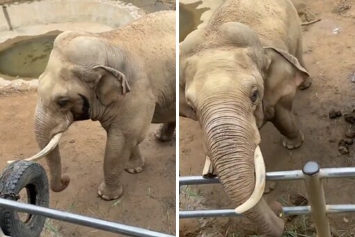 This Video Of Elephant Returning Boy's Shoe At Zoo Will Make Your Day ...