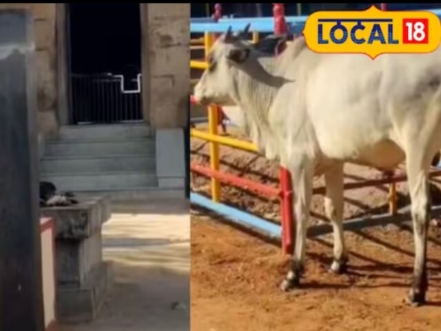 In Tamil Nadu, This Bull Visits Chellandi Amman Temple Daily And ...