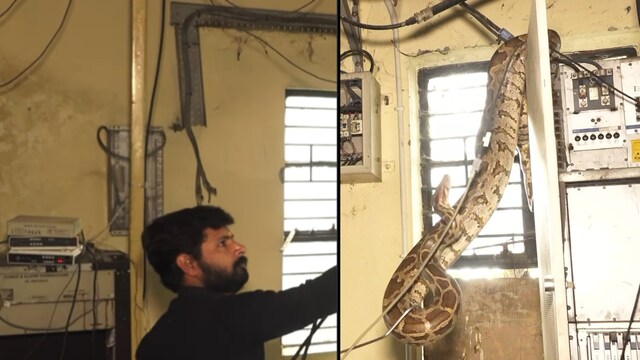 Man Grabs Giant Indian Rock Python With Bare Hands And The Rescue Video Is Trending - News18