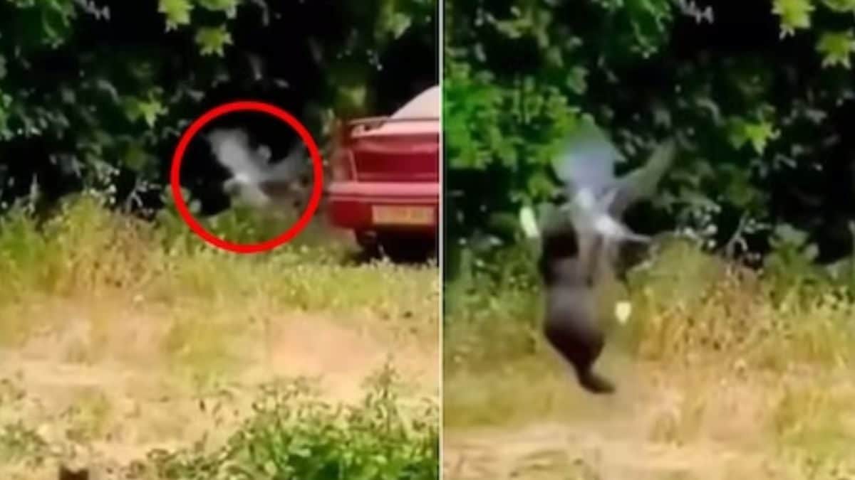 Watch: Ferocious Fight Between Cats And Crows Leaves The Internet ...