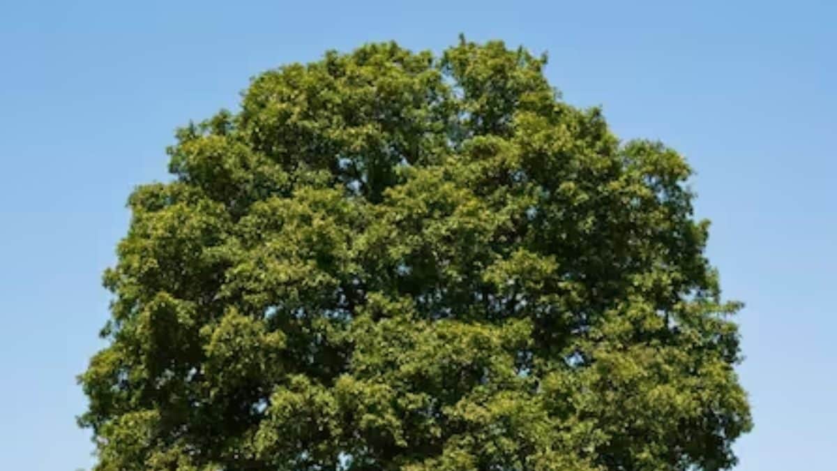 Asked About The Most Expensive Tree In The World, This Is What People ...