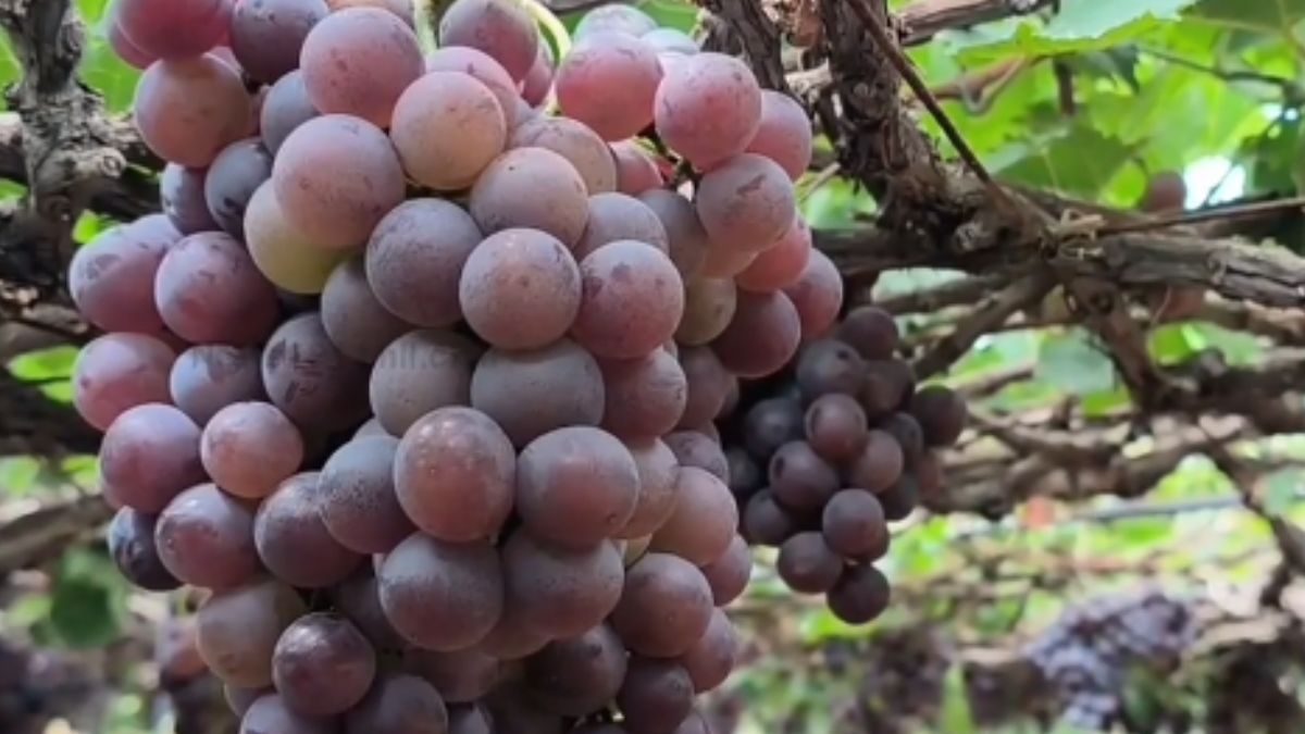 In Tamil Nadu's Dindigul, Grape Farmers Request Govt To Set Up A Juice Factory | India News - News18