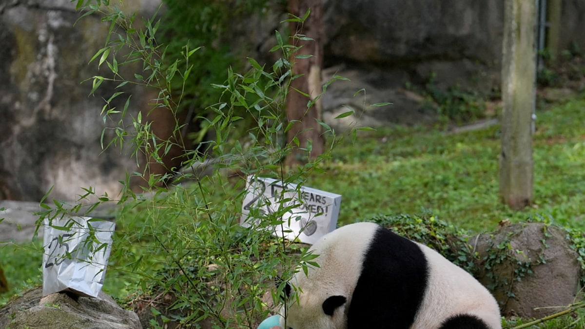 US-China Panda Diplomacy Closes Chapter Amid Shift in Bilateral Ties ...