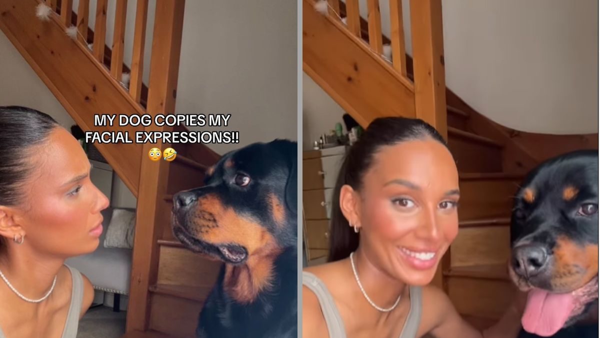 Watch: Rottweiler Copying Owner's Facial Expressions Is Pure Gold ...
