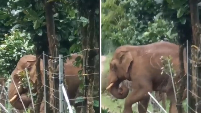 Watch: Elephant Comes Up With 'Genius' Solution To Cross Solar-Charged ...
