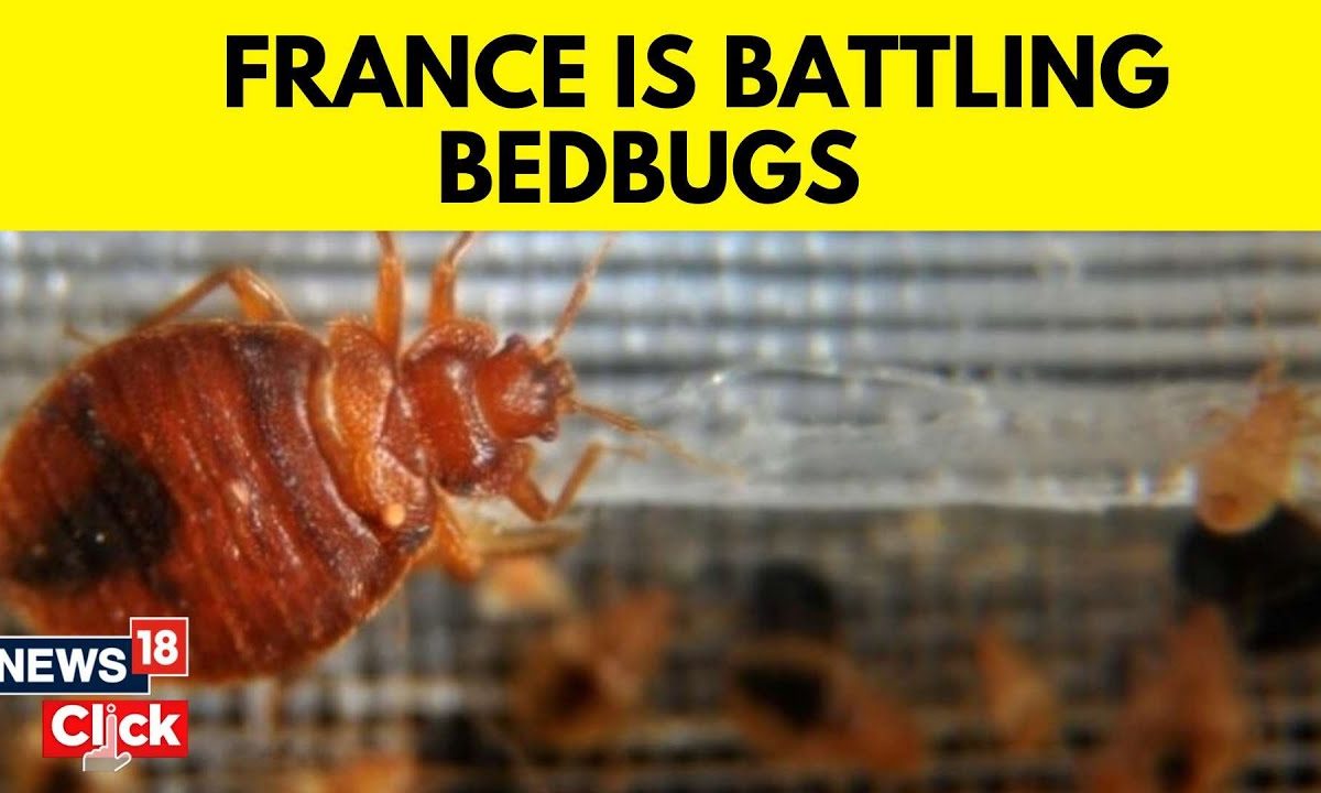 French Government Launches Battle Plan Against Bedbug Invasion | Farnce ...