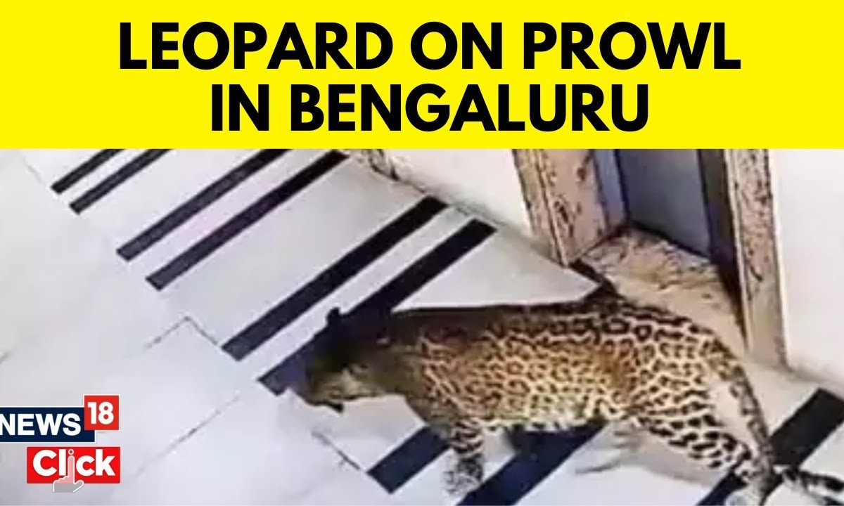 Leopard Spotted In Electronic City Of Bengaluru | Karnataka News | English News | Leopard | N18V ...