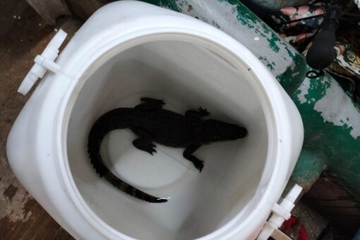 Baby Crocodile Found Swimming in BMC Pool in Mumbai; Reptile Handed ...