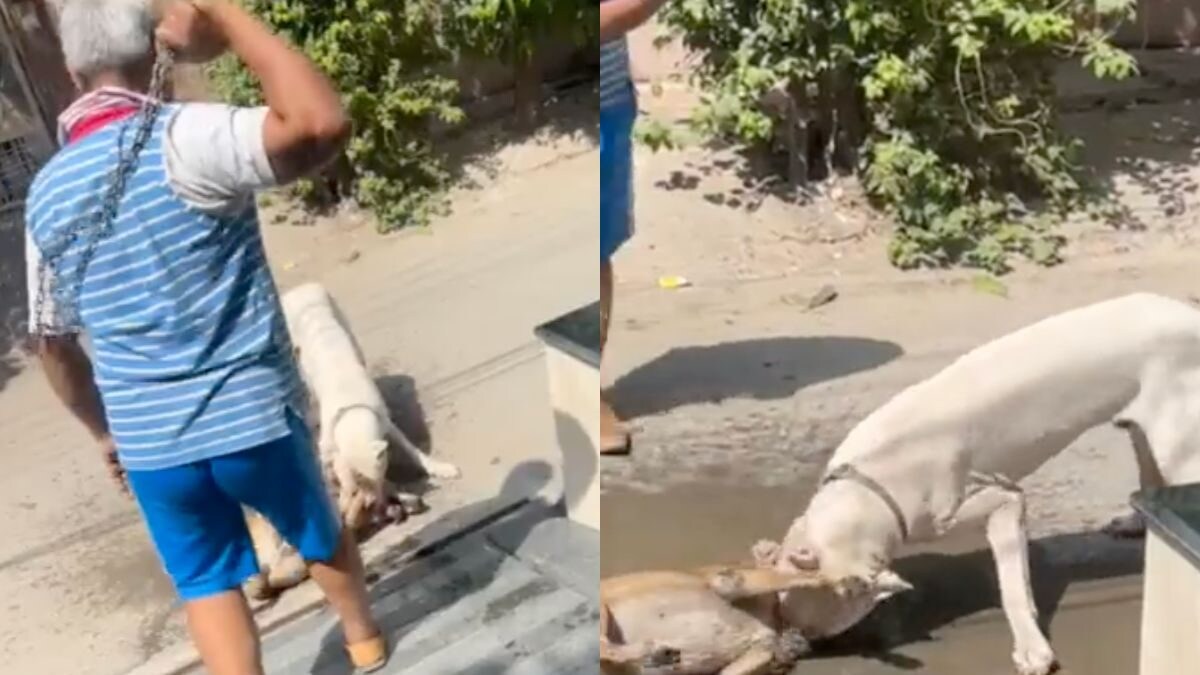 Pet Pit Bull Feeds on Stray Dog in Noida in Terrifying Video, Scares ...