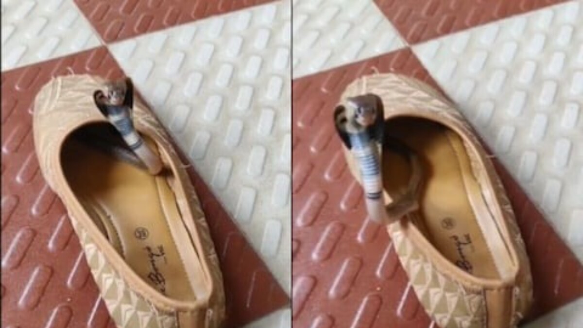 Twitter's 'Snake In A Shoe' Video Goes Viral Prompting Safety Reminders ...