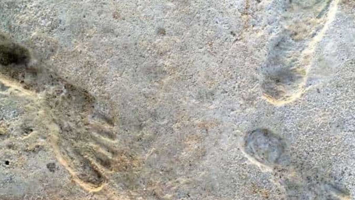 21,000-Year-Old Footprints Found In New Mexico Are The Oldest Proof Of ...