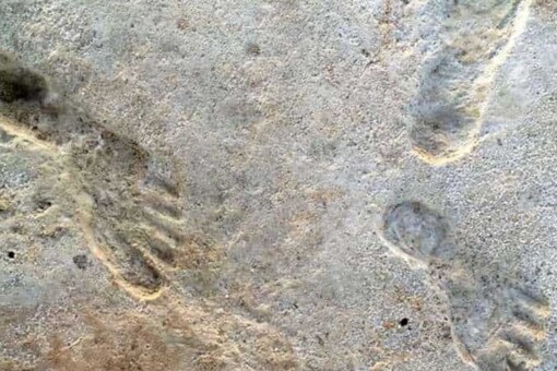 21,000-Year-Old Footprints Found In New Mexico Are The Oldest Proof Of ...