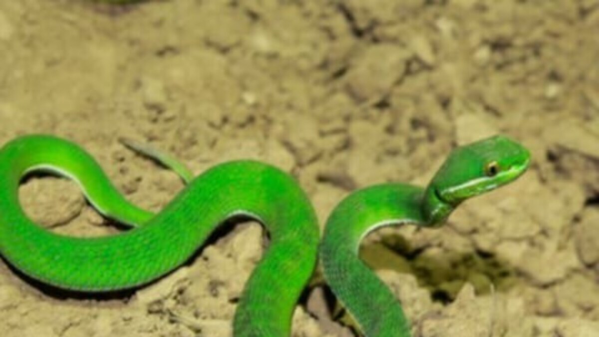When Scientists Discovered A New Species Of Snake In Myanmar | Viral ...
