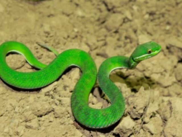 When Scientists Discovered A New Species Of Snake In Myanmar - News18