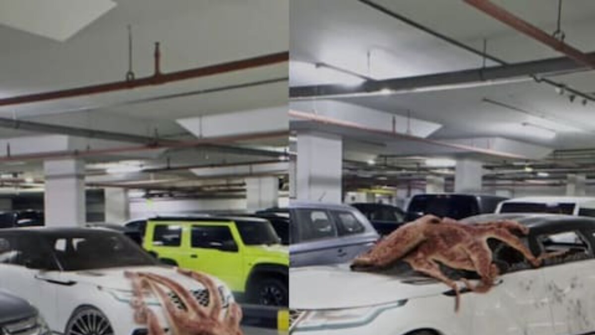 Octopus Shatters Car In Parking Lot Within Seconds? Here's The Truth ...