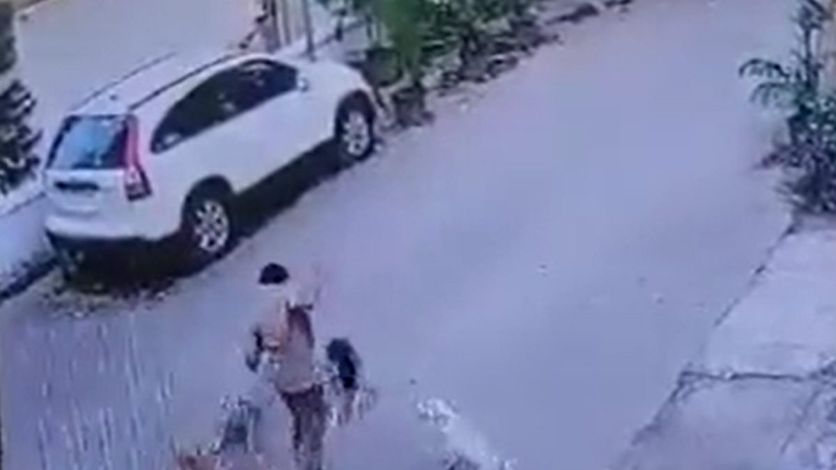 Caught On Cam: 5 Street Dogs Brutally Attack Mumbai Postman | Viral ...