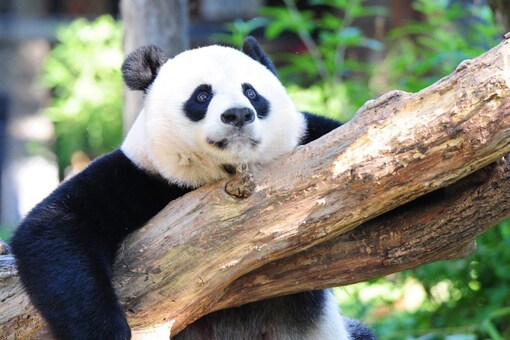 China Mounts Fake News Campaign Alleging US Mistreating Pandas Gifted ...