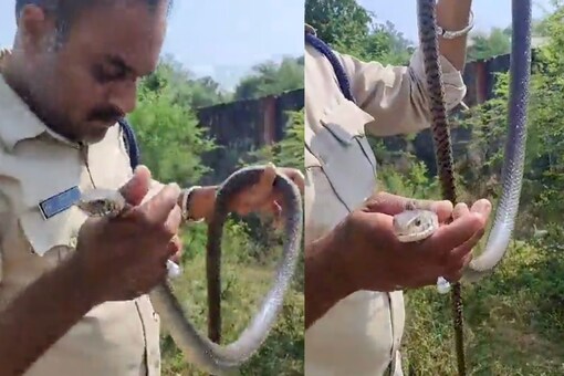 MP Cop Saves Unconscious Snake By Performing CPR in Viral Video, Gets ...