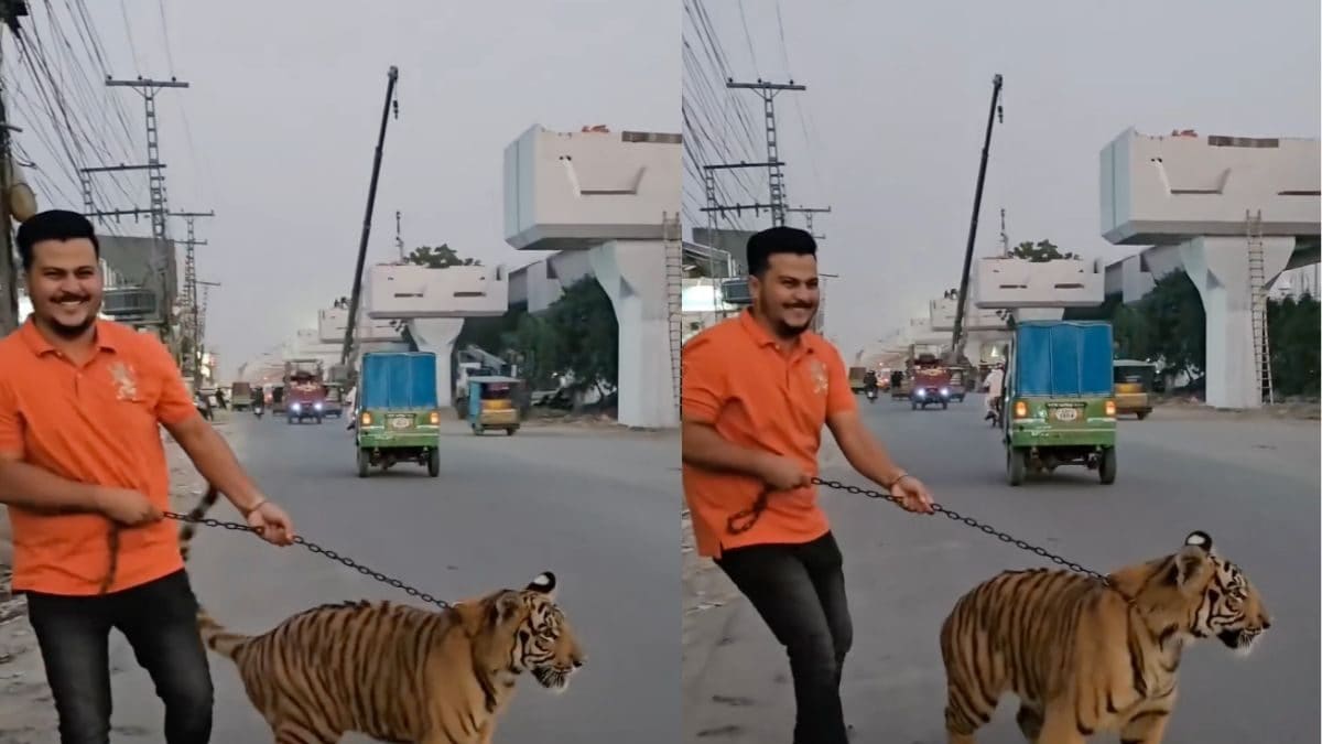 Pakistan Man Takes Chained Tiger Out For a Stroll, Viral Video Receives ...