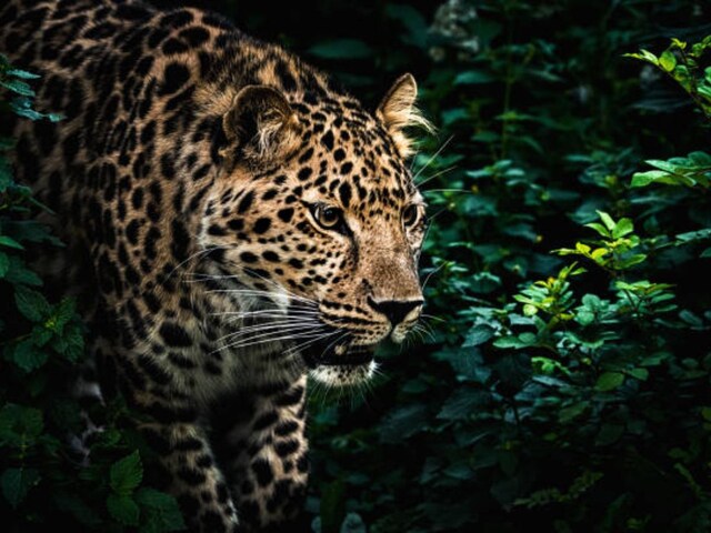 Bengaluru Folks Suspect Leopard Sightings in Whitefield, Internet Quips 'WFH Got Revoked?' - News18