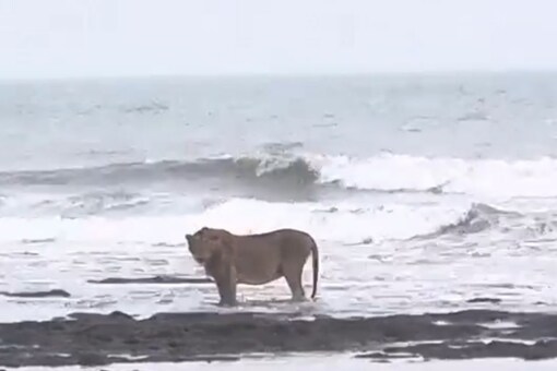 Why Should Humans Have All The Fun? Watch This Lion Enjoying His Time ...