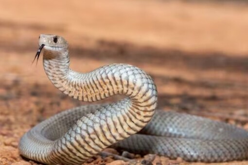 Watch: Snake's Decapitated Head Remains Alive For Hours, Bites Humans ...