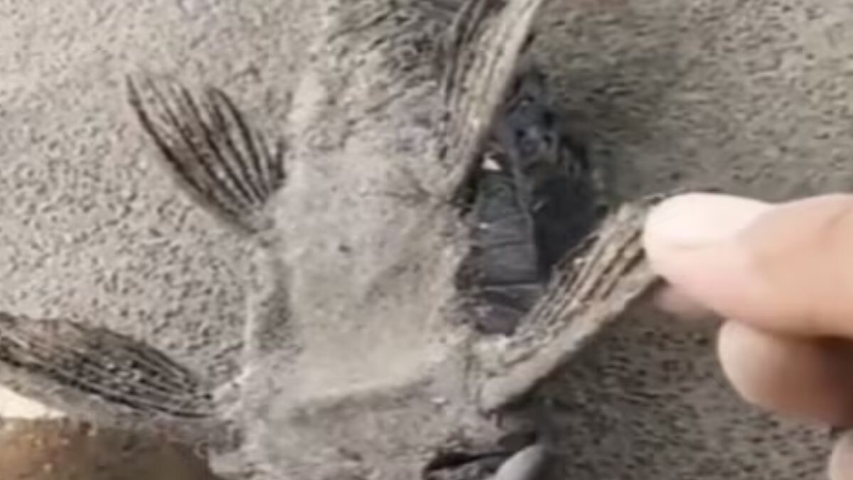 This Fish Can Survive Under Dry Hardened Mud For Months Without Water ...