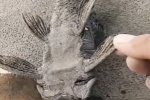 This Fish Can Survive Under Dry Hardened Mud For Months Without Water - News18