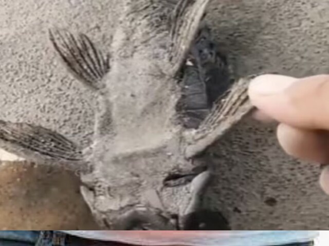 This Fish Can Survive Under Dry Hardened Mud For Months Without Water - News18
