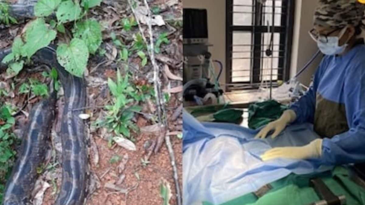 In A Rare Medical Case, Python Undergoes 3-hour Surgery For ...